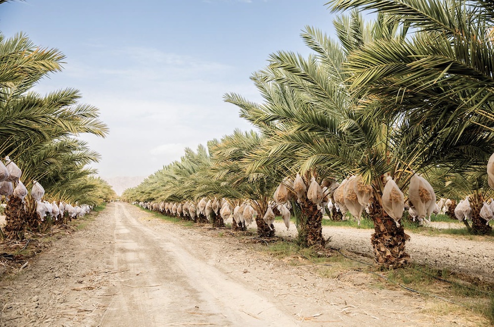 100 Years of Dates: The Sweet History of Coachella Valley’s Top Crop ...